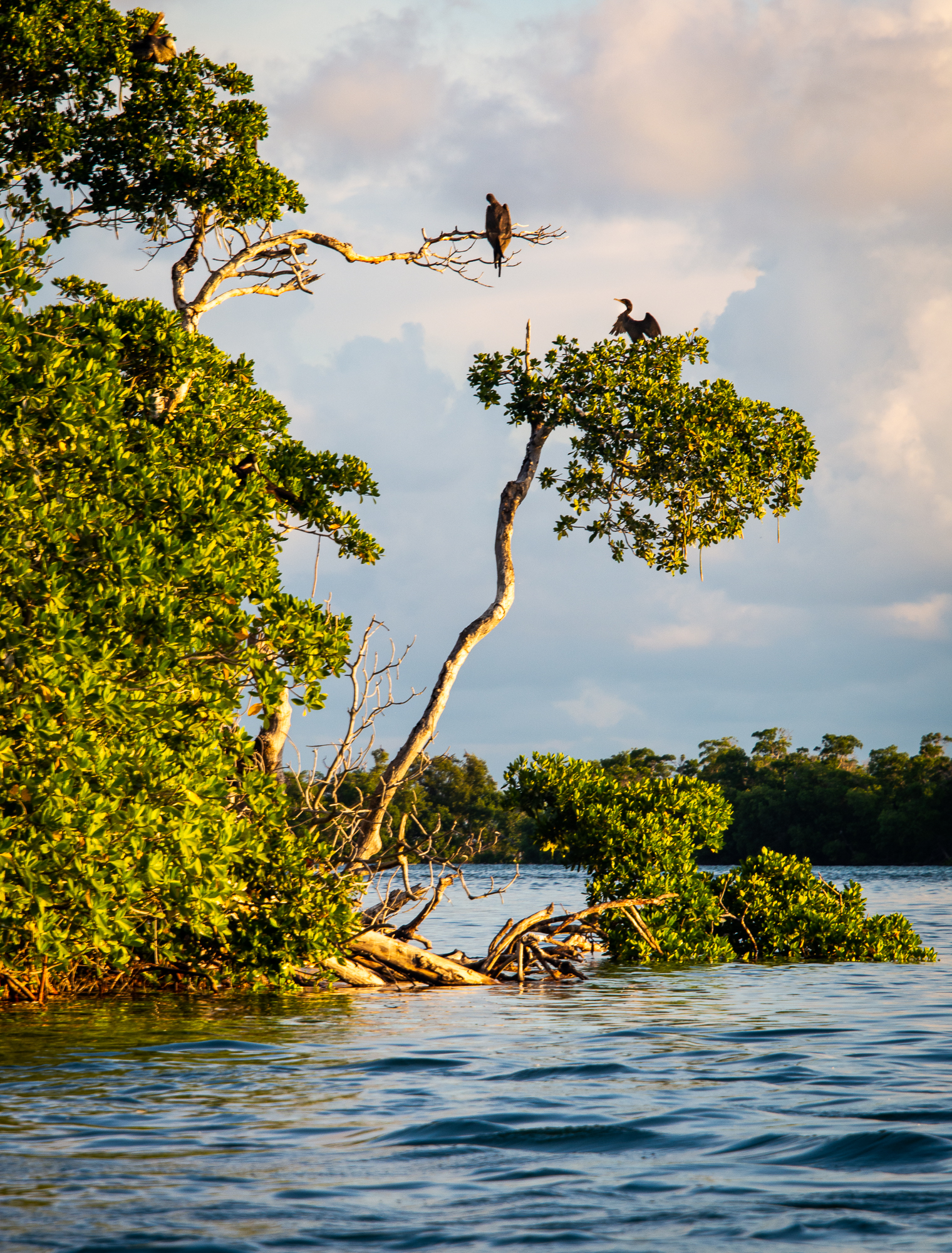 Coromants Roosted In A Tree - The Sailing Vessel Pomaika'i